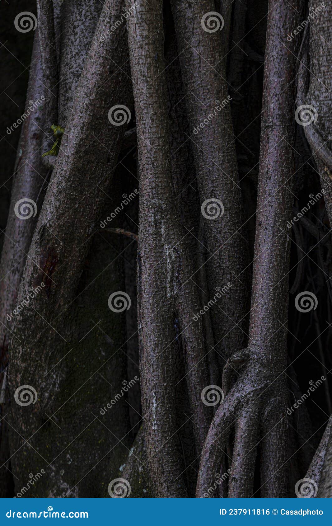 Root tree in forest stock photo. Image of closeup, environment - 237911816