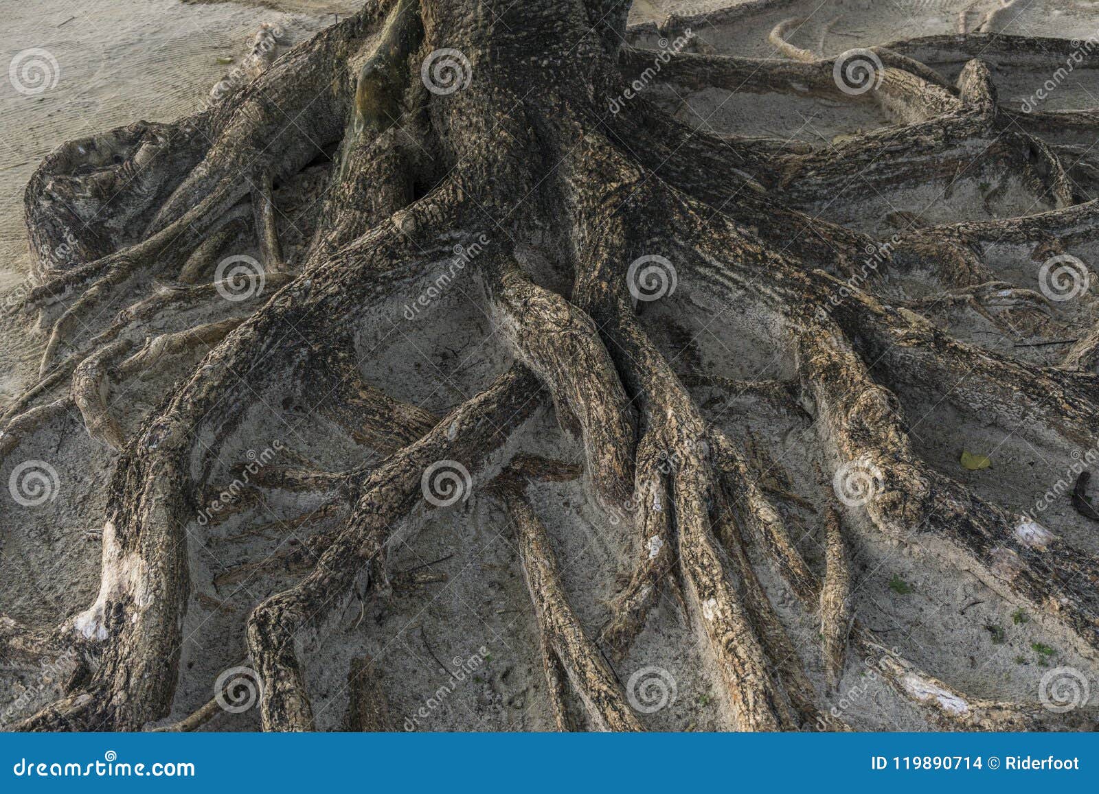 Root Tree in Forest/complexity Stock Photo - Image of morning, life ...