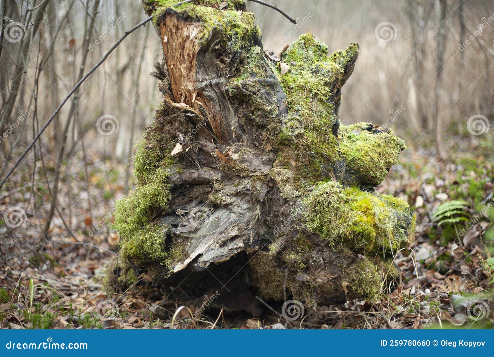 Root of Tree in Forest. Fallen Tree. Details of Nature. Dry Stump Stock ...