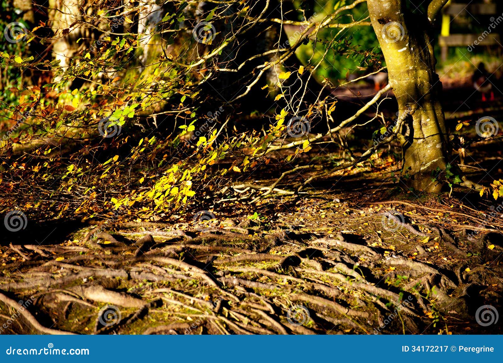 Root tree in the forest stock image. Image of park, foliage - 34172217