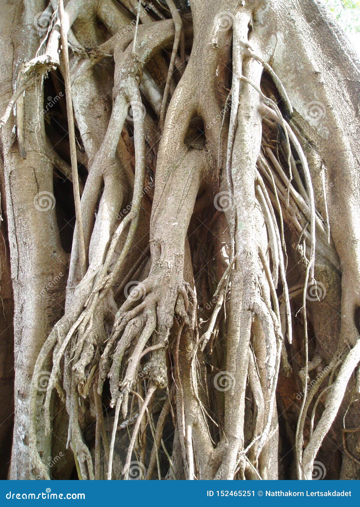 Root stock image. Image of wild, root, tree, jungle - 152465251