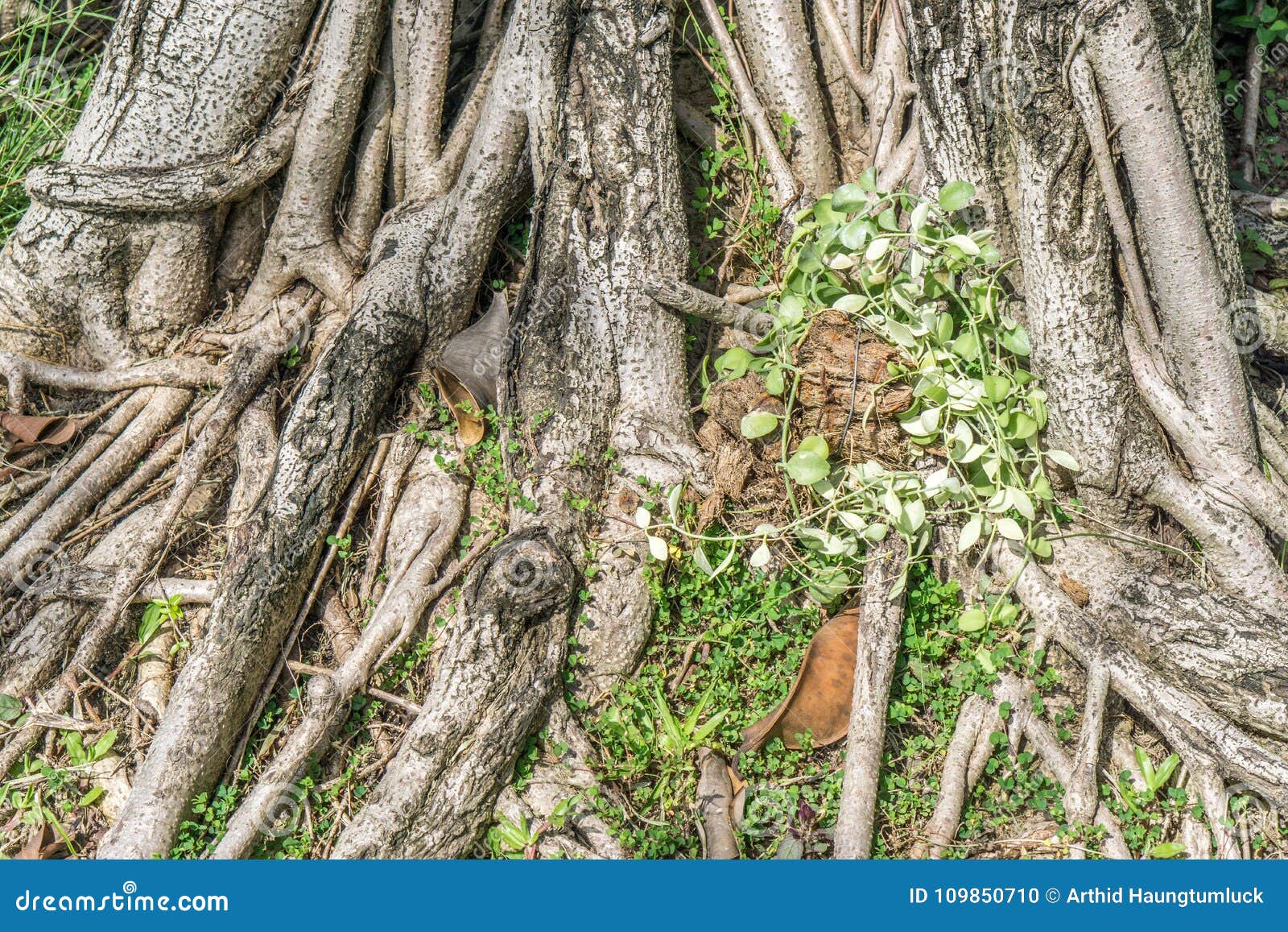 The Root of the Tree in the Green Grass Stock Photo - Image of forest ...