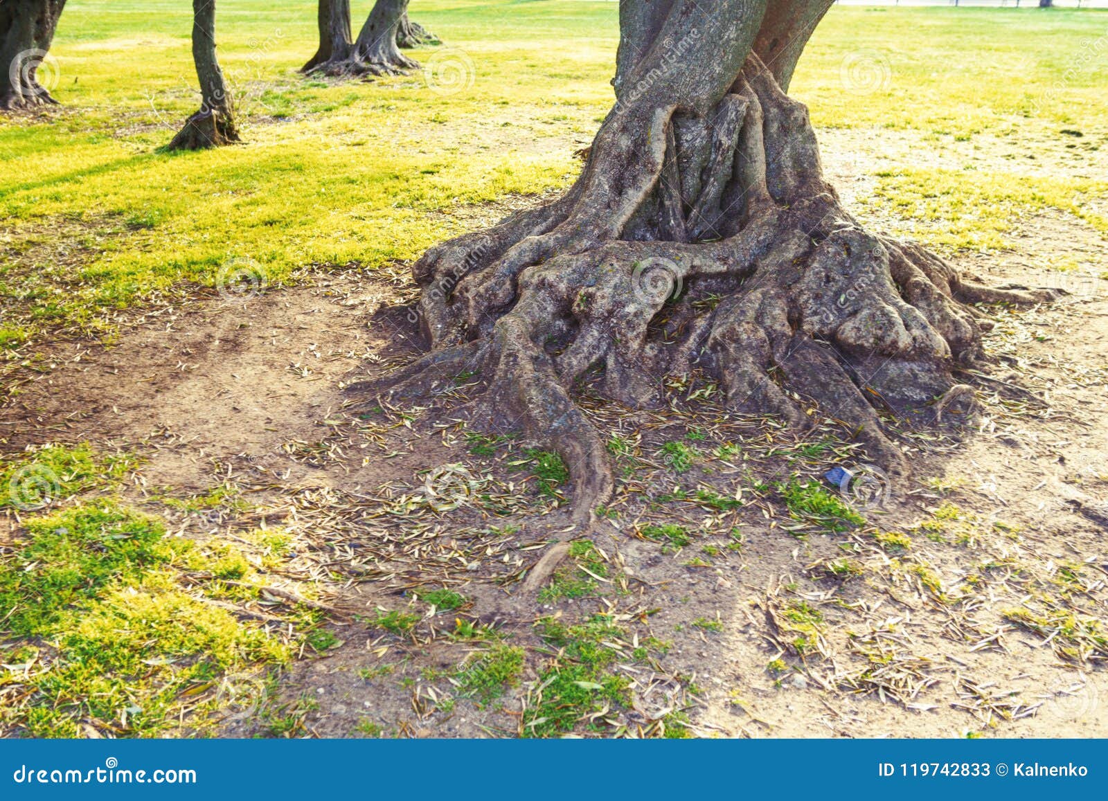 The Root of the Tree in the Green Grass. Stock Image - Image of dank ...