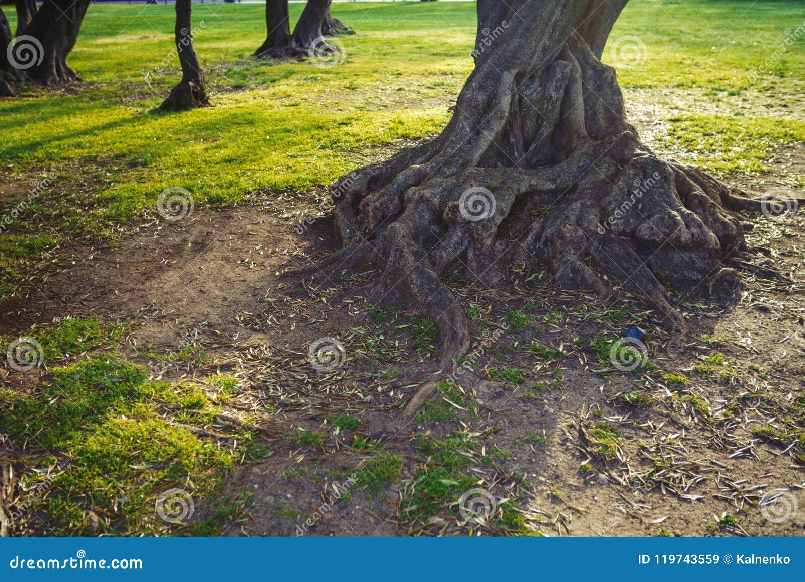 The Root of the Tree in the Green Grass. Stock Image - Image of light ...