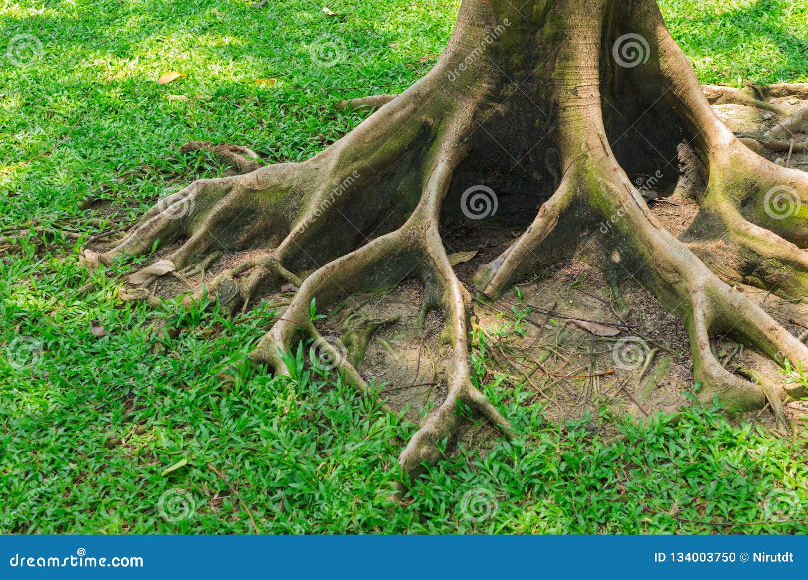 The root stock photo. Image of earth, element, pattern - 134003750