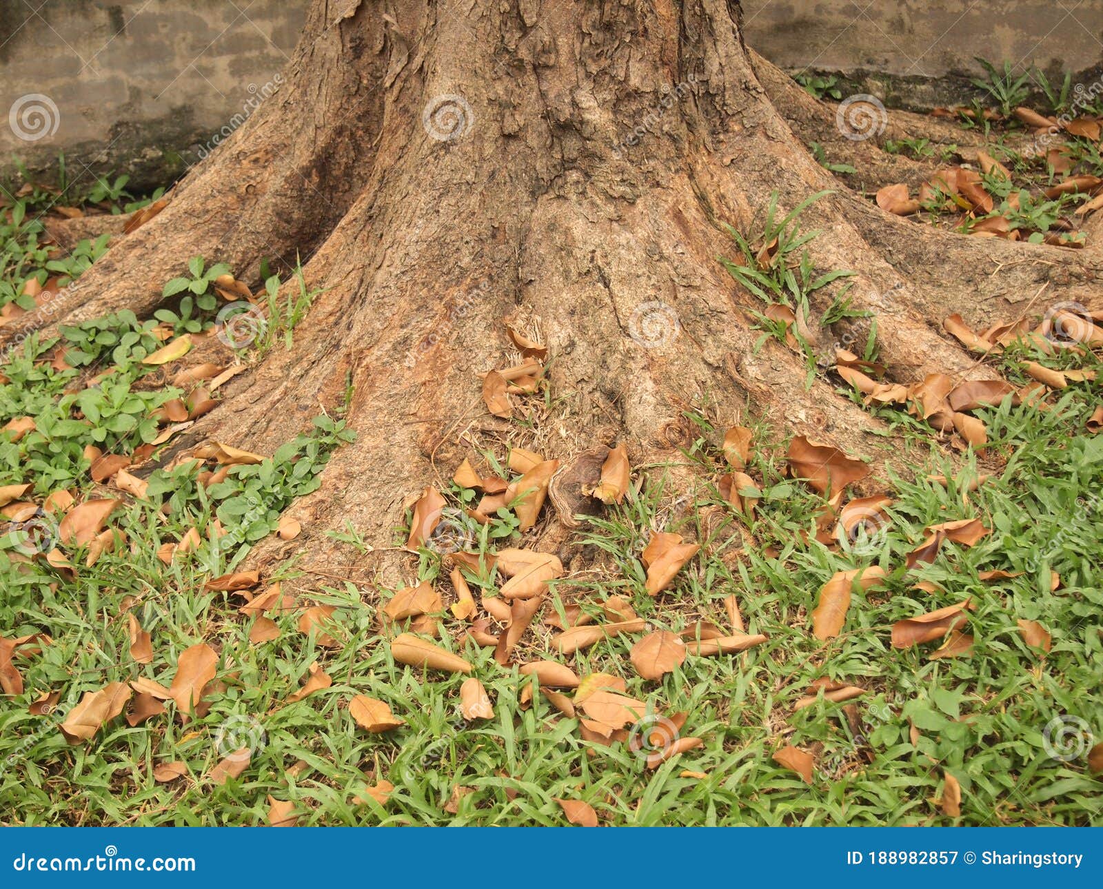 Root of the Tree in the Green Grass Stock Image - Image of light ...