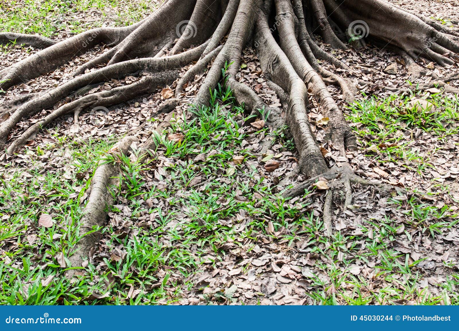 Root of the tree stock photo. Image of brown, gardening - 45030244