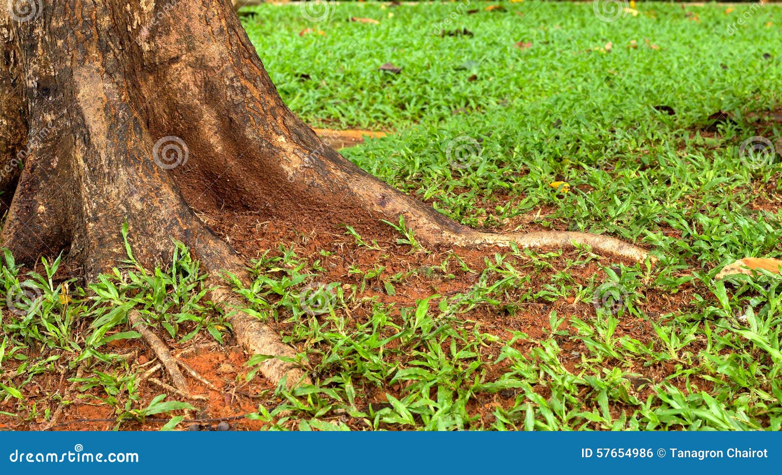 Root tree stock photo. Image of magic, system, soil, green - 57654986