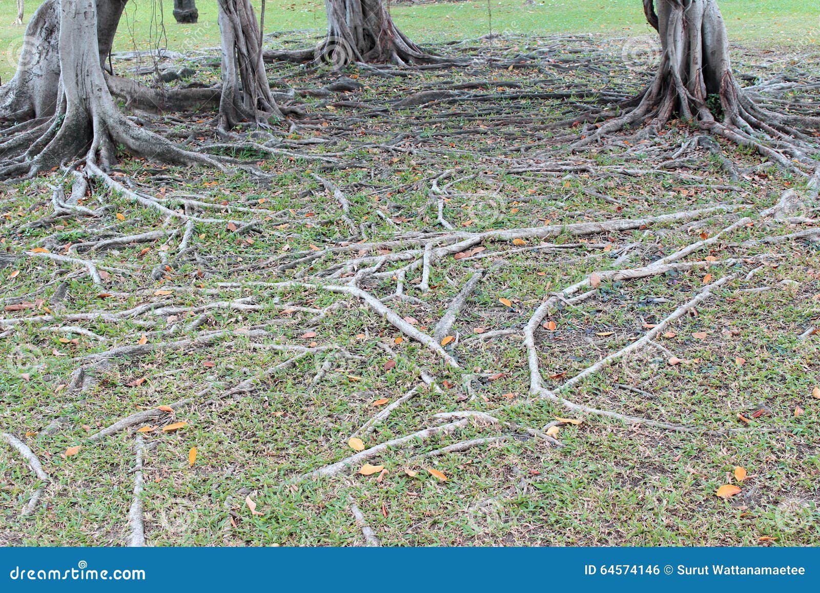 The root of the tree stock photo. Image of growing, night - 64574146