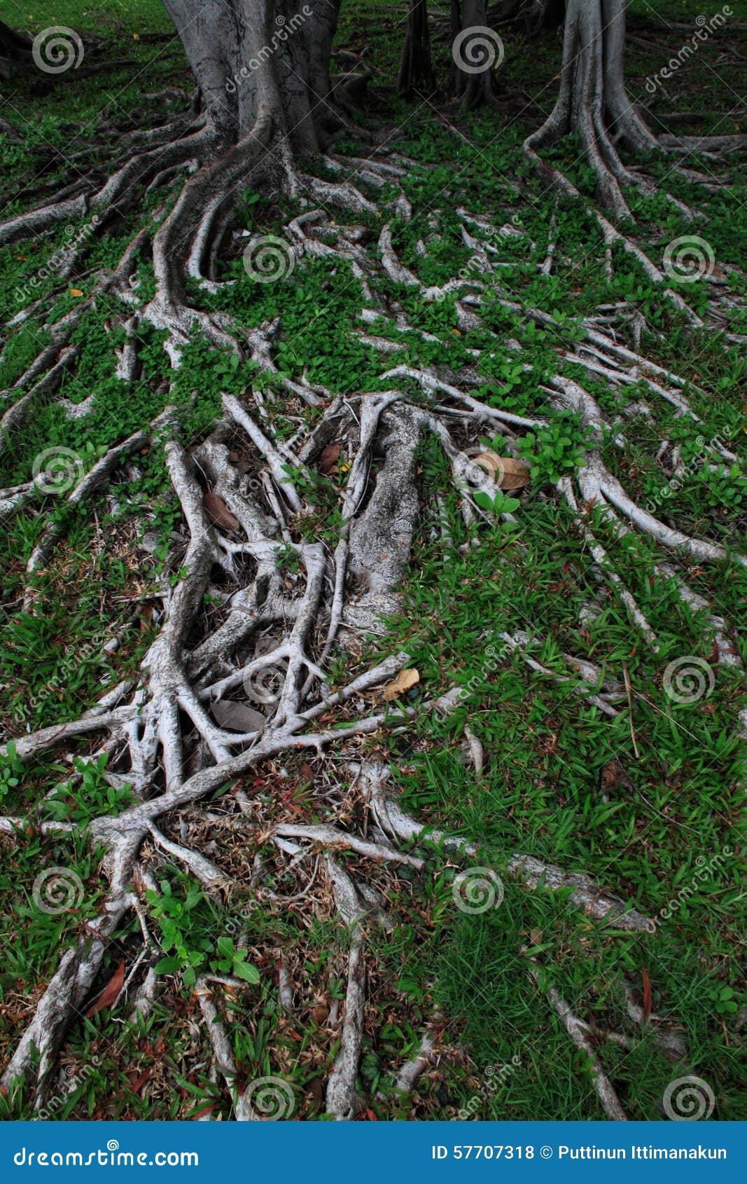 The Root of the Tree in the Green Grass Stock Photo - Image of yellow ...