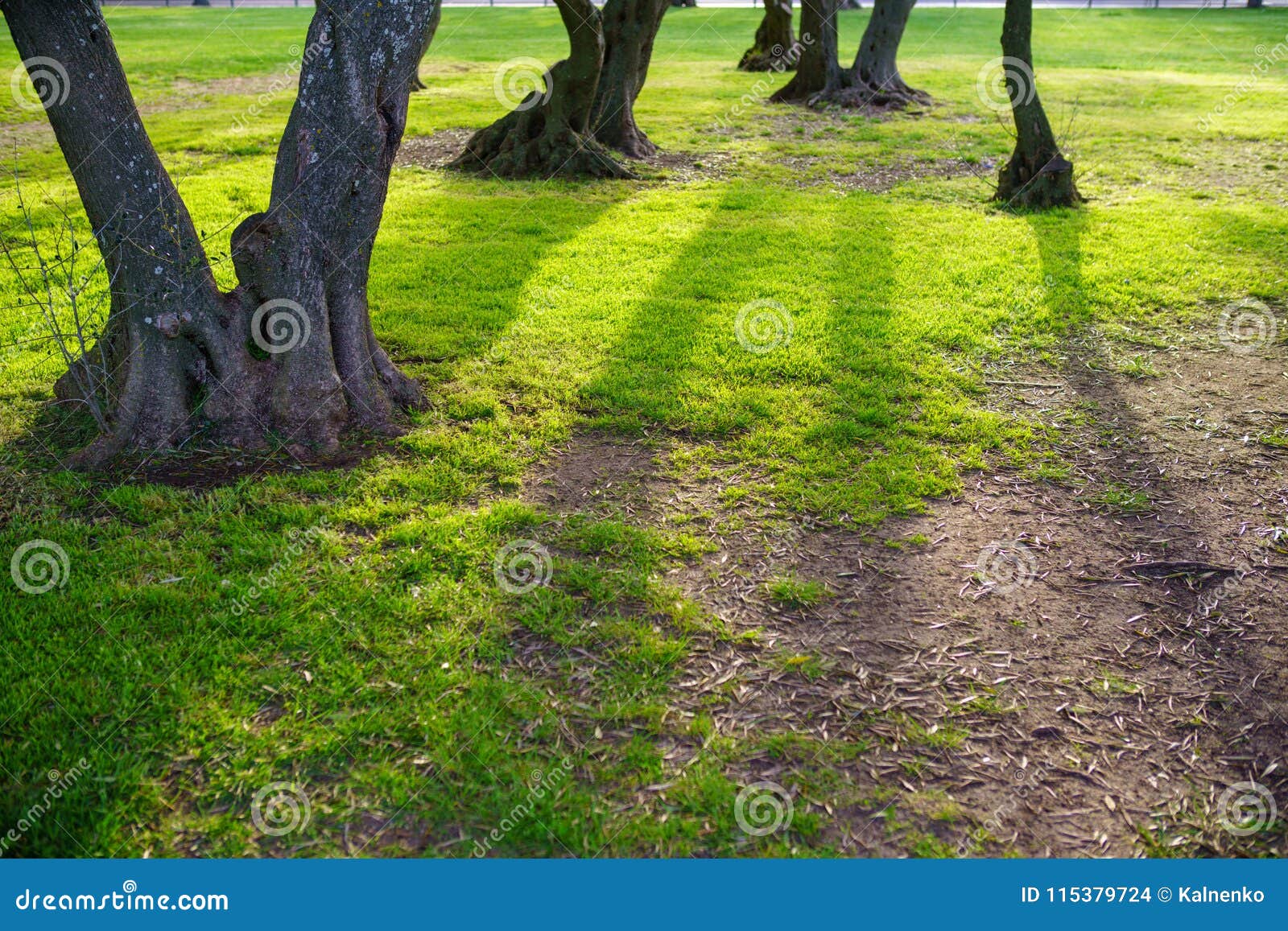 The Root of the Tree in the Green Grass. Stock Photo - Image of park ...