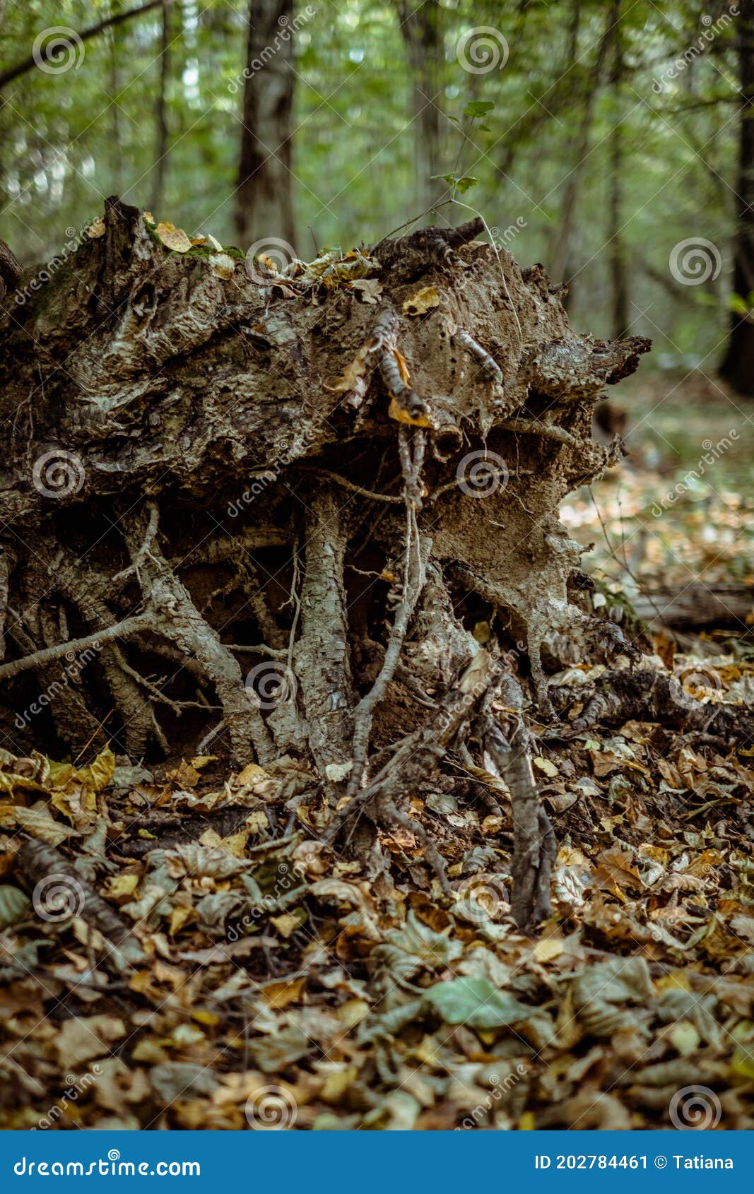 Root tree ground stock image. Image of leaf, branch - 202784461