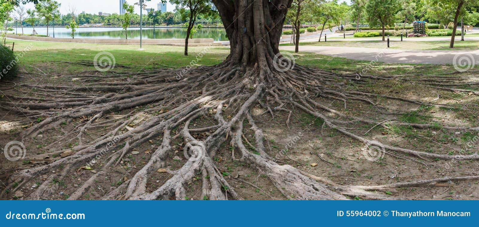 Root of Tree on the Ground in the Garden Stock Photo - Image of amazing ...