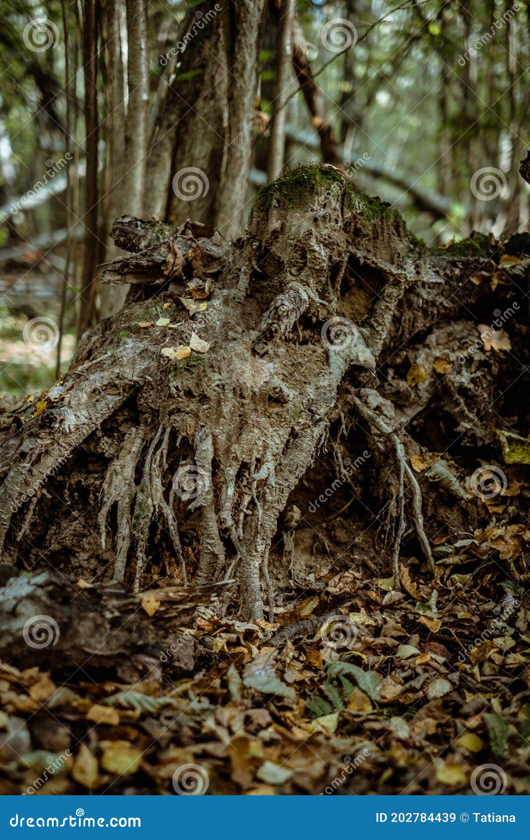 Root tree ground stock image. Image of wood, jungle - 202784439