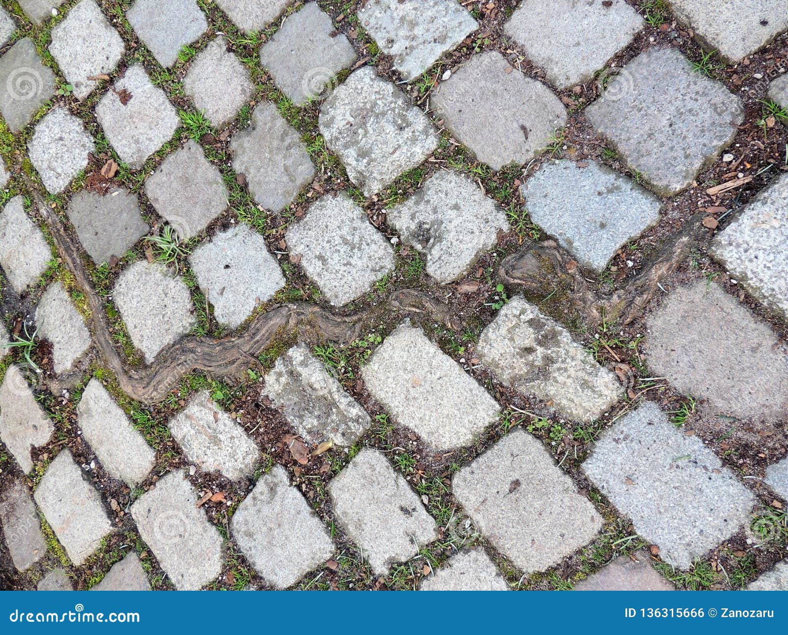 Root of Tree Growing between Cobblestones Paved Paths Stock Photo ...