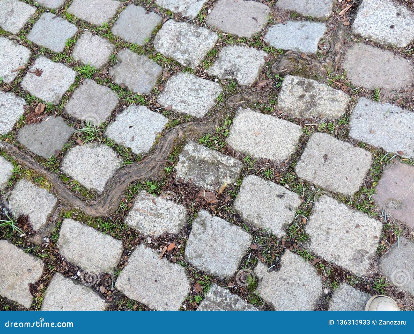Root of Tree Growing between Cobblestones Paved Paths Stock Image ...
