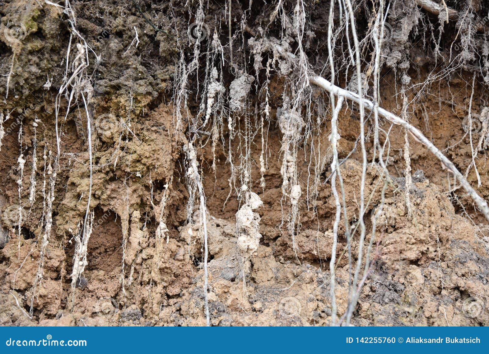 Root of Tree Growing Throw Ceiling of Sewer Tunnel Stock Photo - Image ...