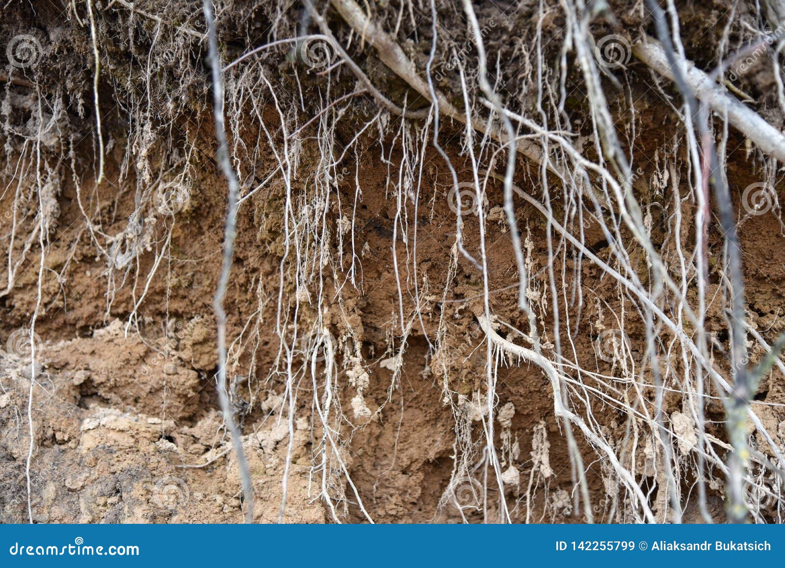 Root of Tree Growing Throw Ceiling of Sewer Tunnel Stock Image - Image ...