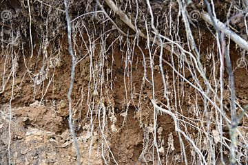 Root of Tree Growing Throw Ceiling of Sewer Tunnel Stock Image - Image ...