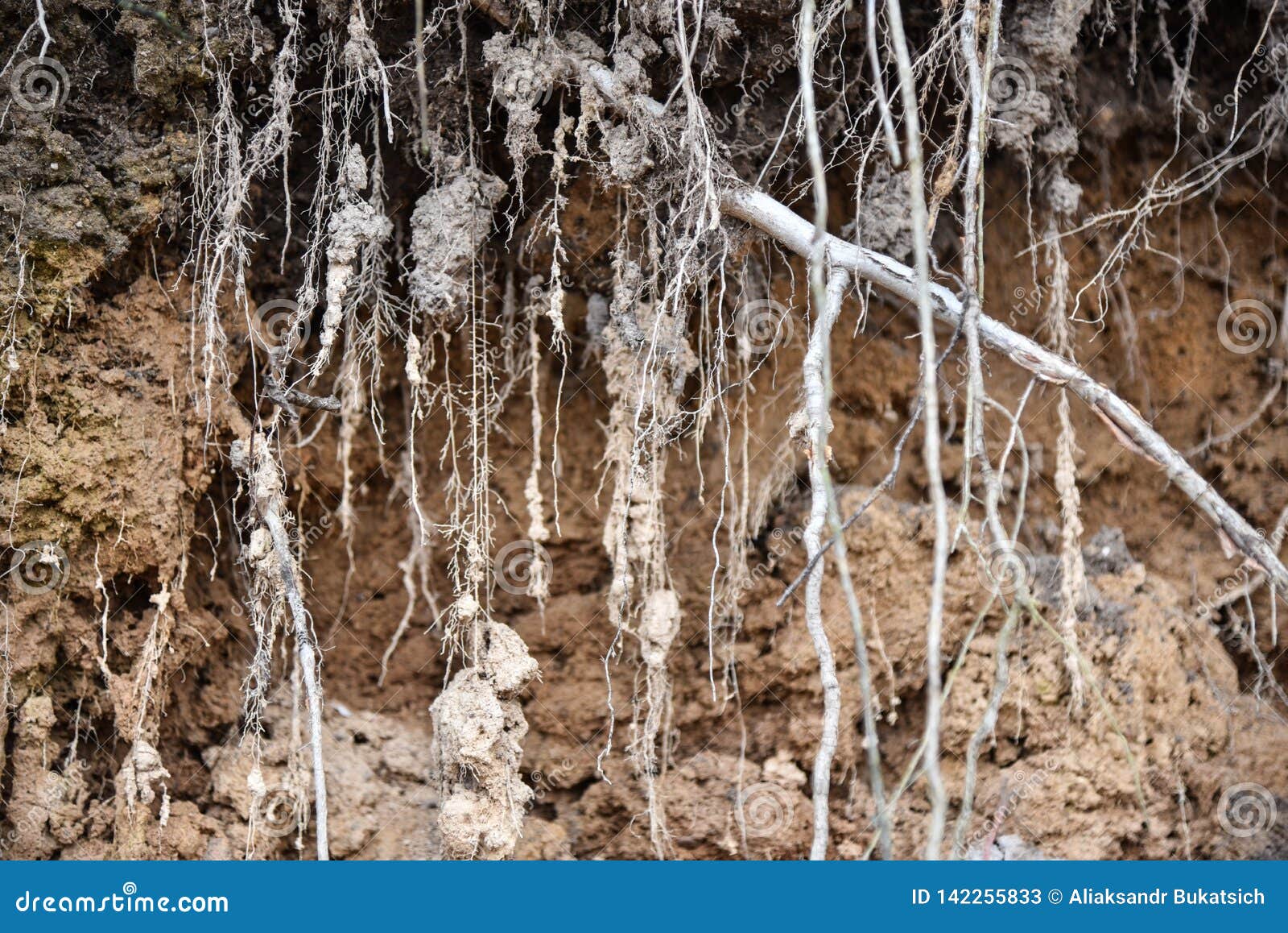 Root of Tree Growing Throw Ceiling of Sewer Tunnel Stock Image - Image ...
