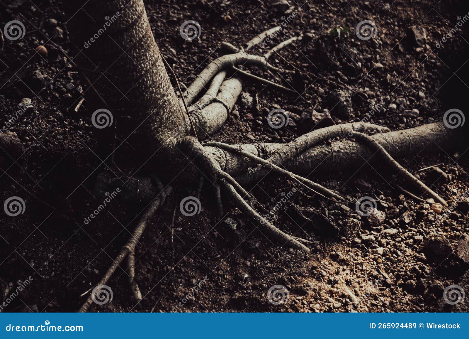 Root Grown Outside the Ground Stock Image - Image of abnormal, hard ...