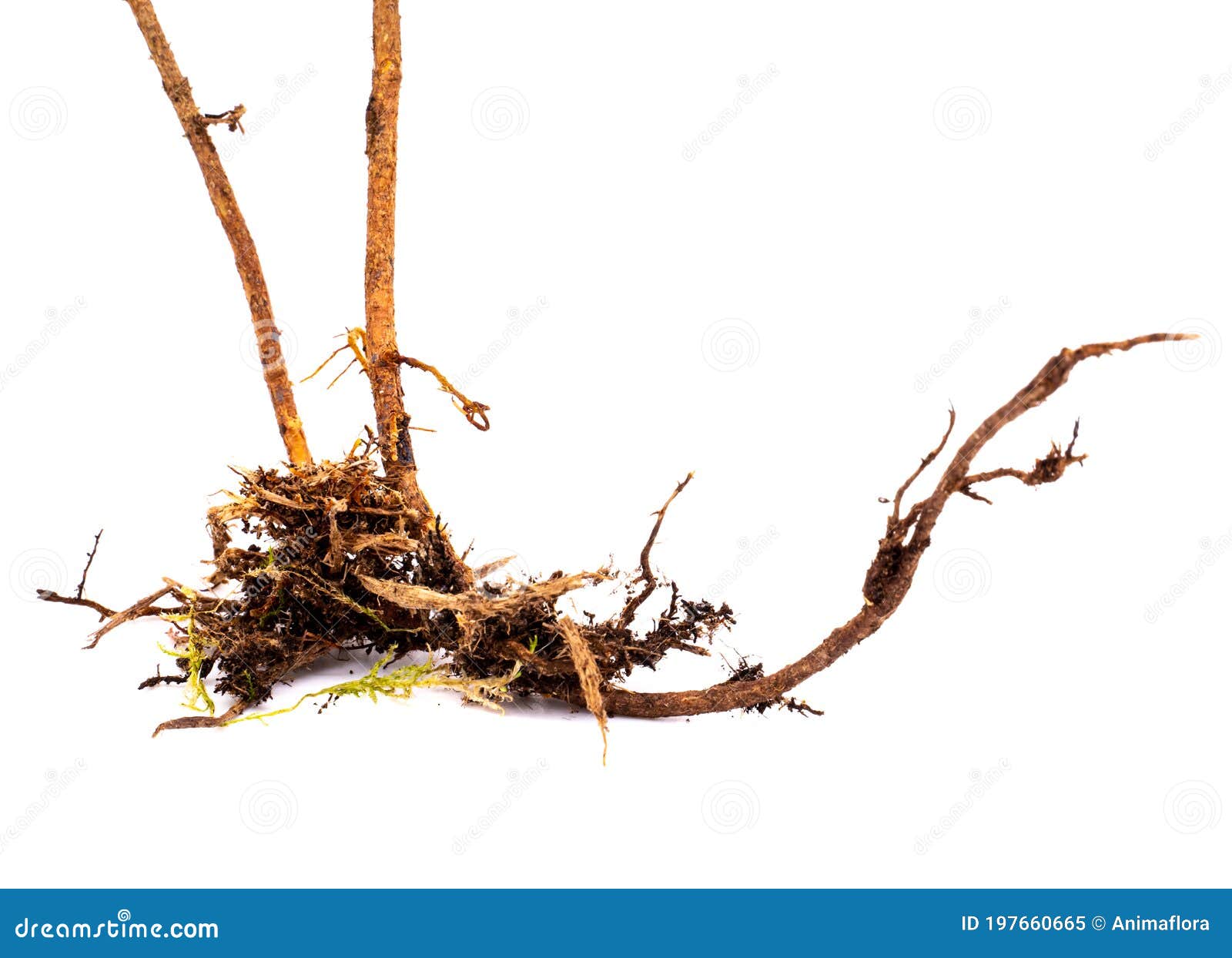 Root of a Tree Isolated on White Background Stock Image - Image of ...