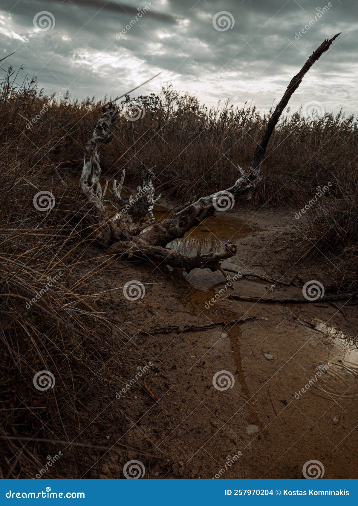 Root tree in lake stock photo. Image of morning, soil - 257970204