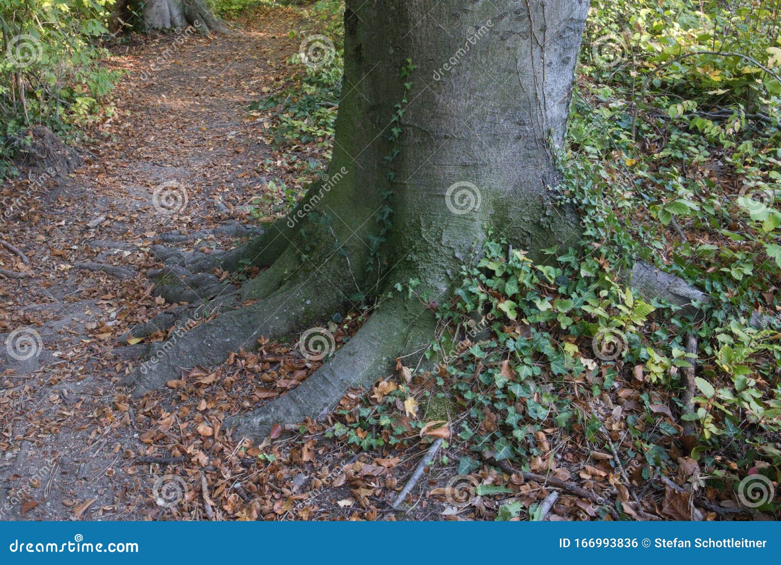 The Root from a Tree with Leaf Stock Photo - Image of reserve, woody ...