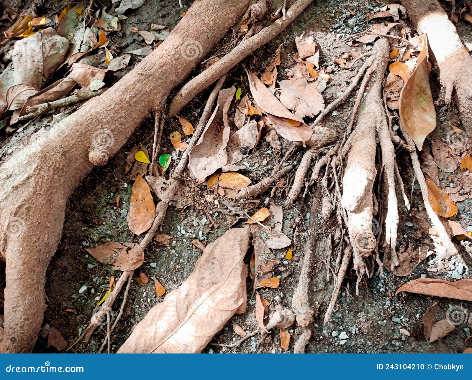 Root tree leaves stock photo. Image of tree, leave, autumn - 243104210