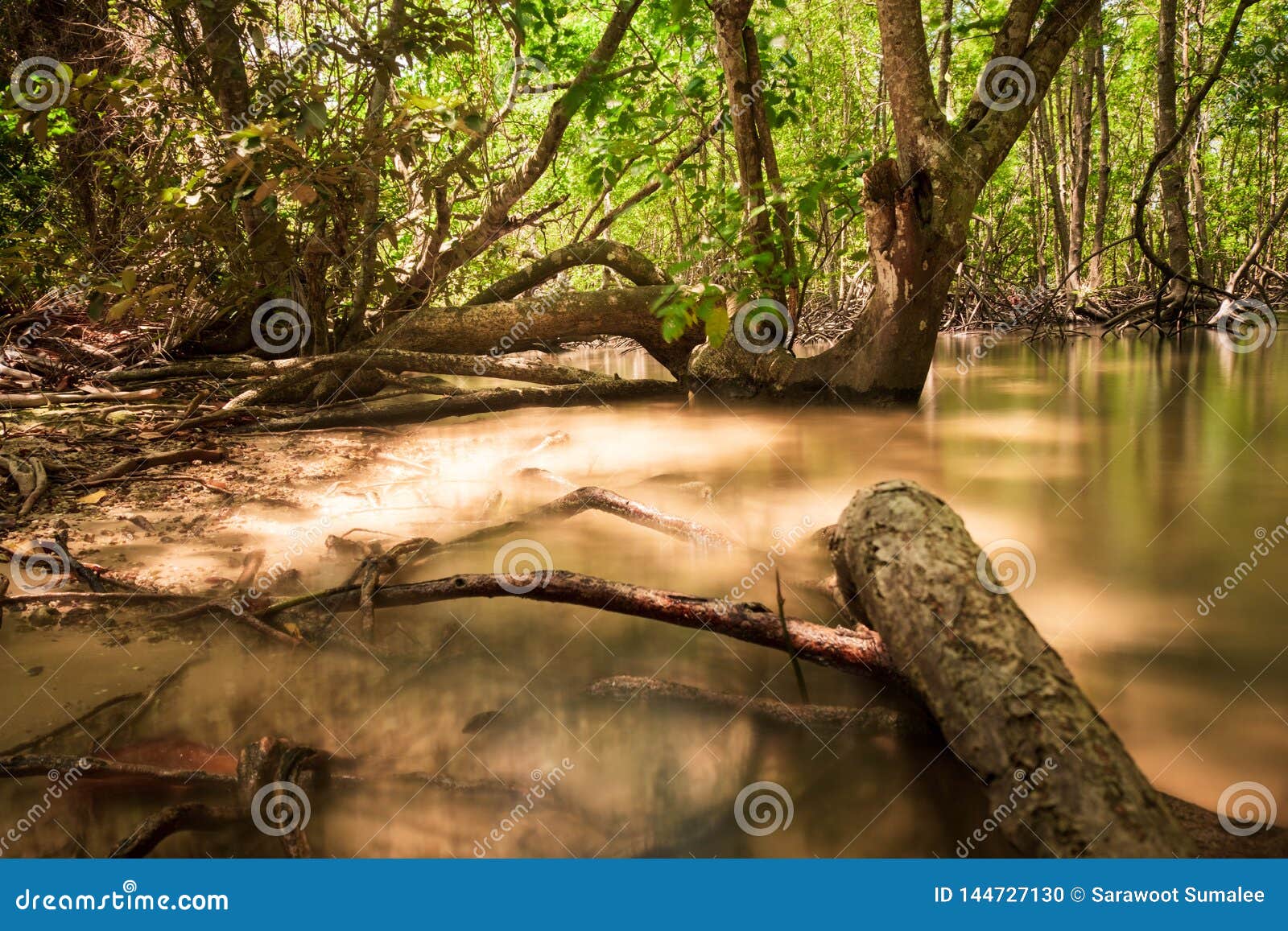 Root of Tree in Mangrove There is Ecological Diversity. Forest and ...