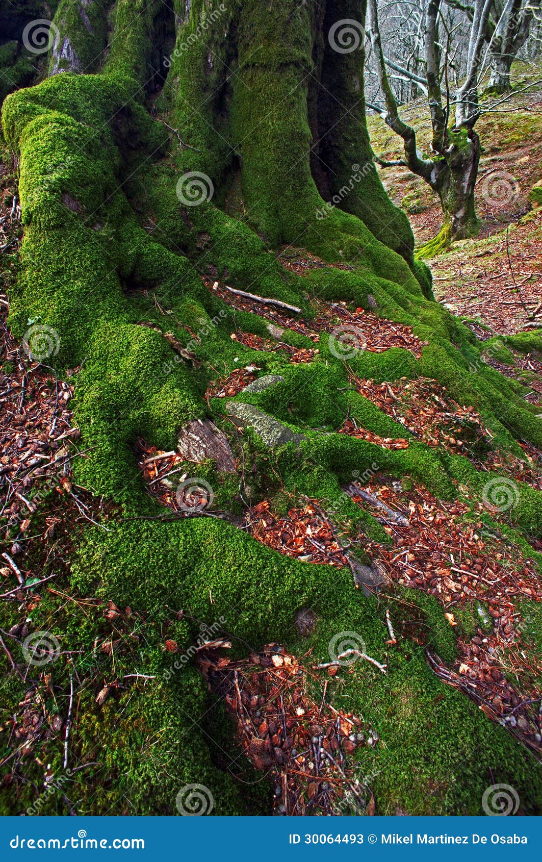 Root of Tree with Green Moss Stock Image - Image of root, growth: 30064493