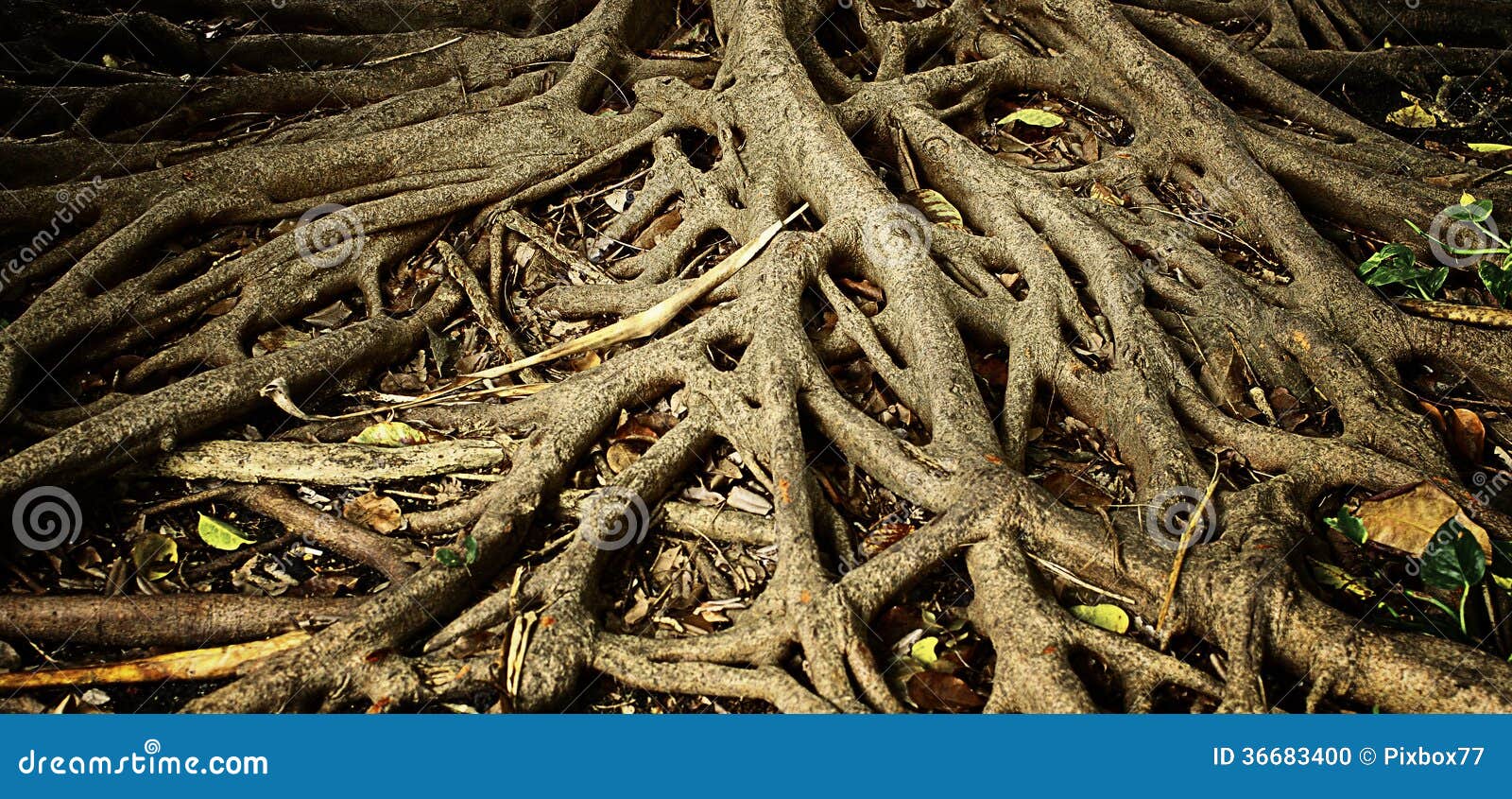 Root of tree stock photo. Image of detail, wood, nature - 36683400
