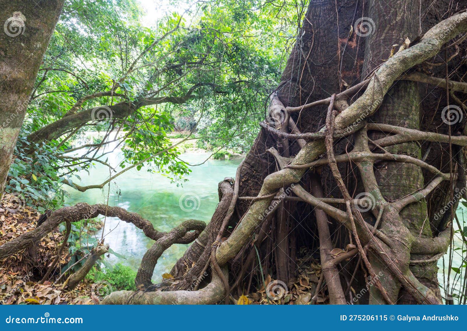 Root stock image. Image of green, mexico, natural, nature - 275206115