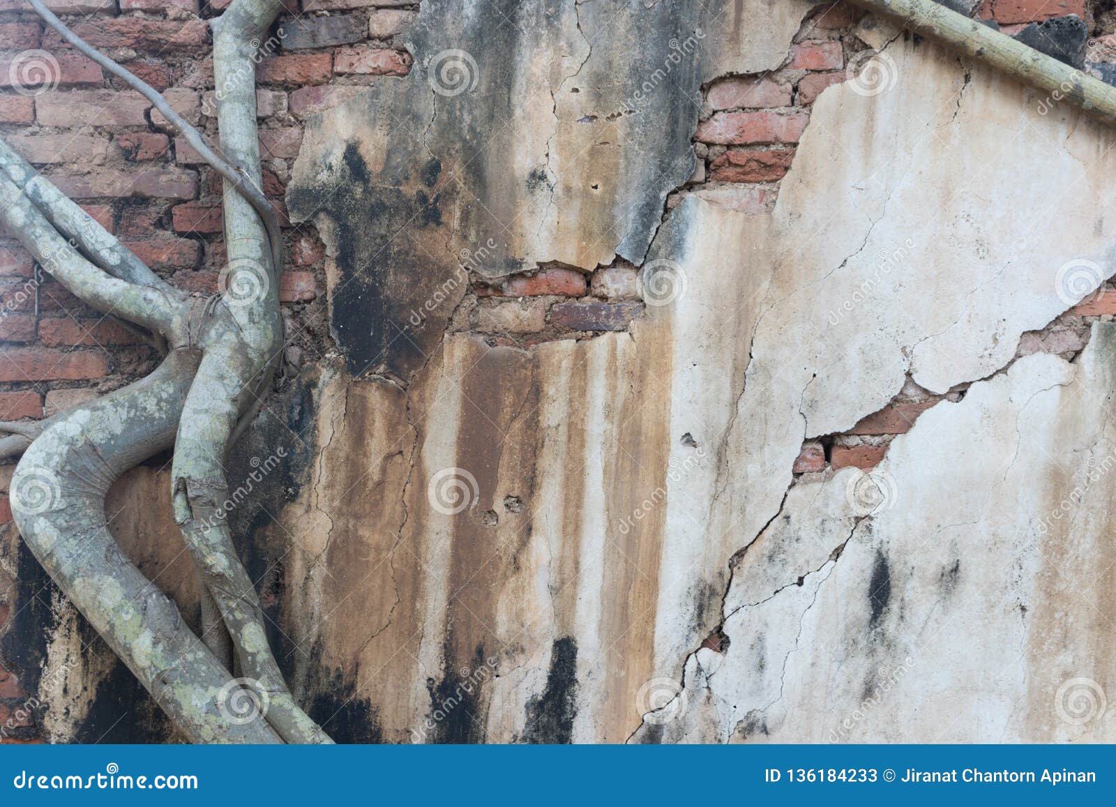 Root of Tree on the Old Broken White Wall Stock Image - Image of ...