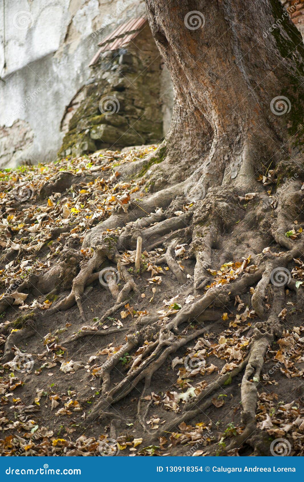 Photo old big tree roots stock photo. Image of grunge - 130918354