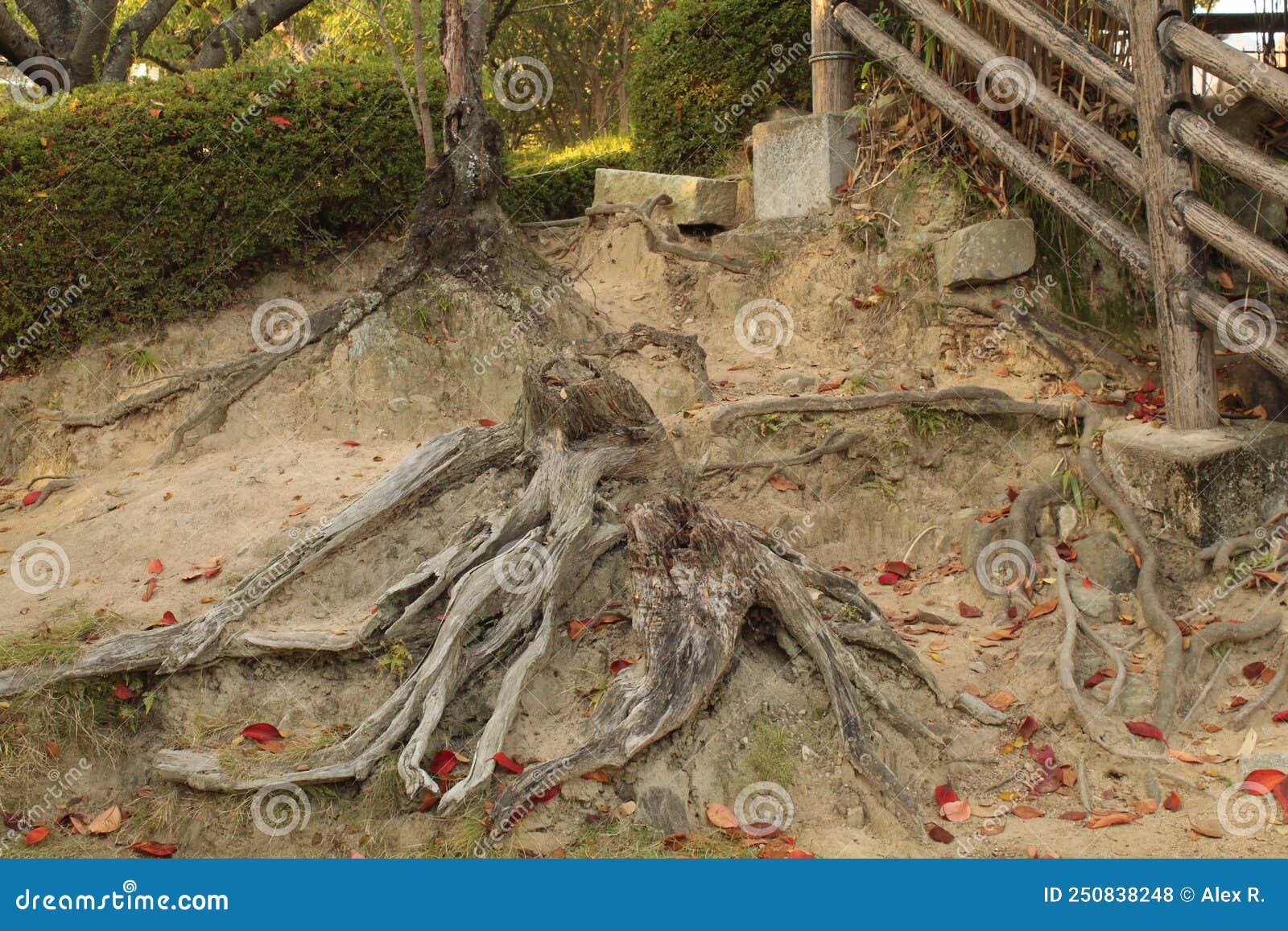 Root of tree stock photo. Image of autumn, branch, forest - 250838248
