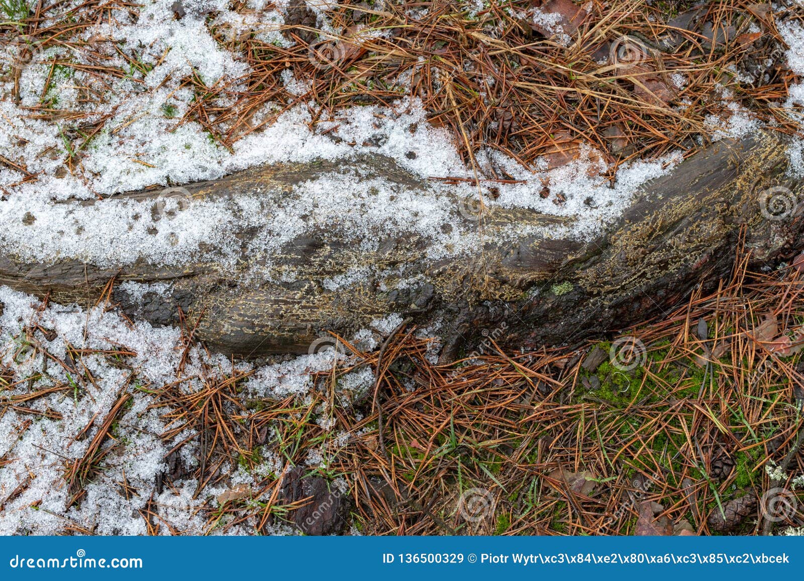 Rooted Roots Stock Photo | CartoonDealer.com #148564818