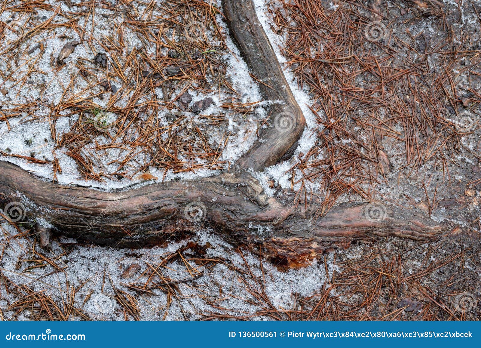 The Root of a Tree Rooted in a Forest Path. Old Pine Tree Roots Stock ...
