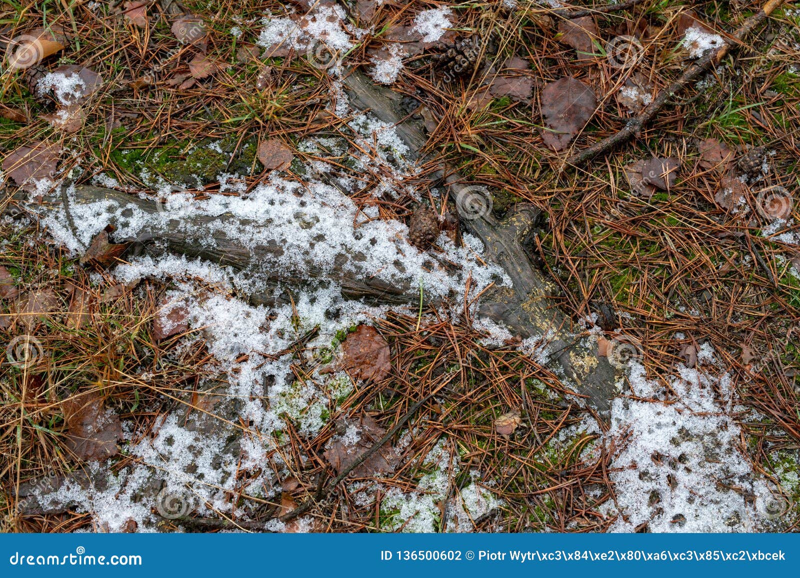 The Root of a Tree Rooted in a Forest Path. Old Pine Tree Roots Stock ...