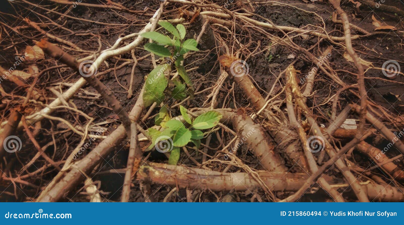 Root of the tree stock photo. Image of produce, woodland - 215860494
