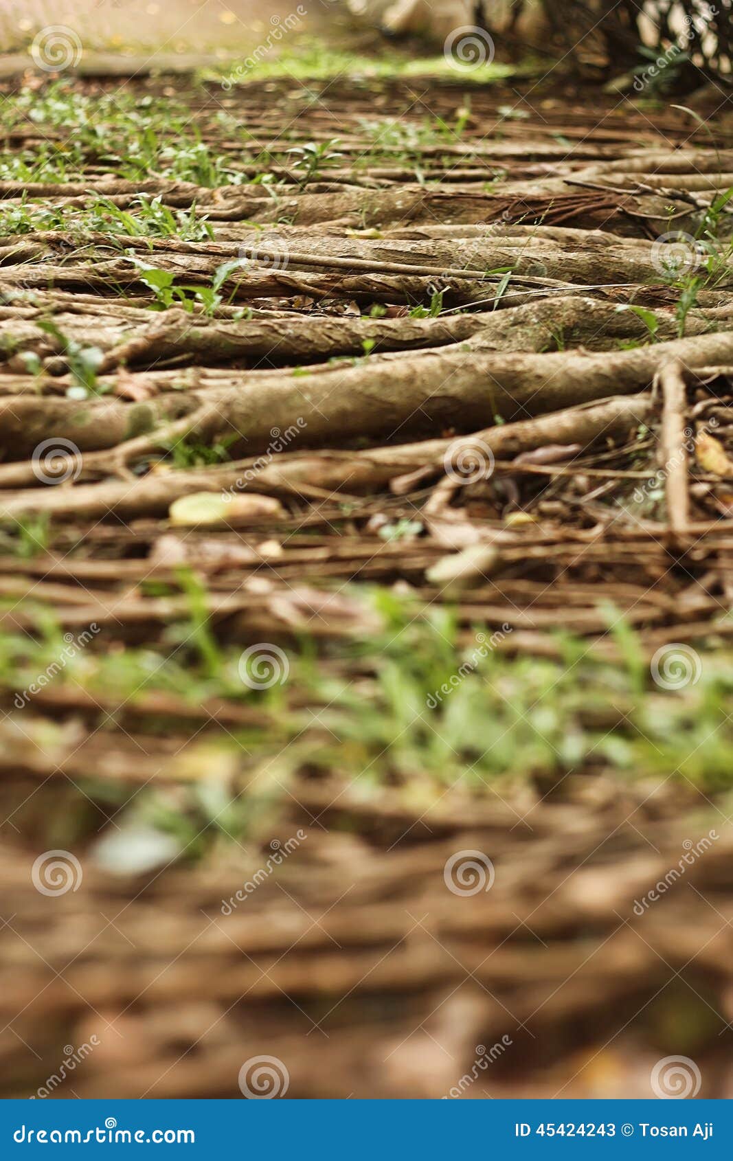 Root of the tree stock image. Image of plants, footpath - 45424243