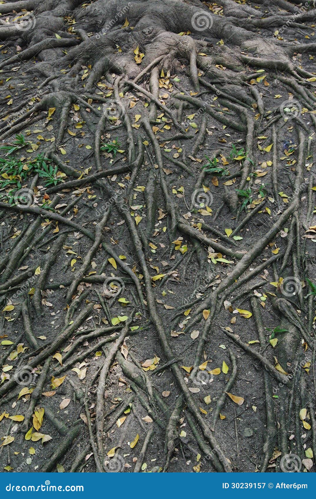 The roots of the tree stock image. Image of large, brown - 30239157