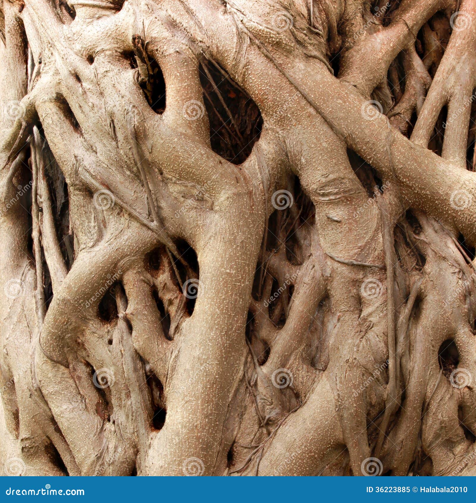 The Root Of Big Tree Stock Photo | CartoonDealer.com #224527866