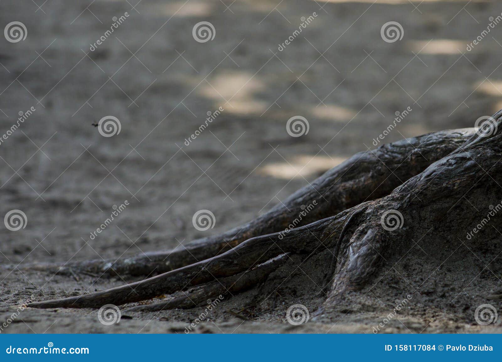 The Root of the Tree is Sticking Out of the Ground Stock Photo - Image ...
