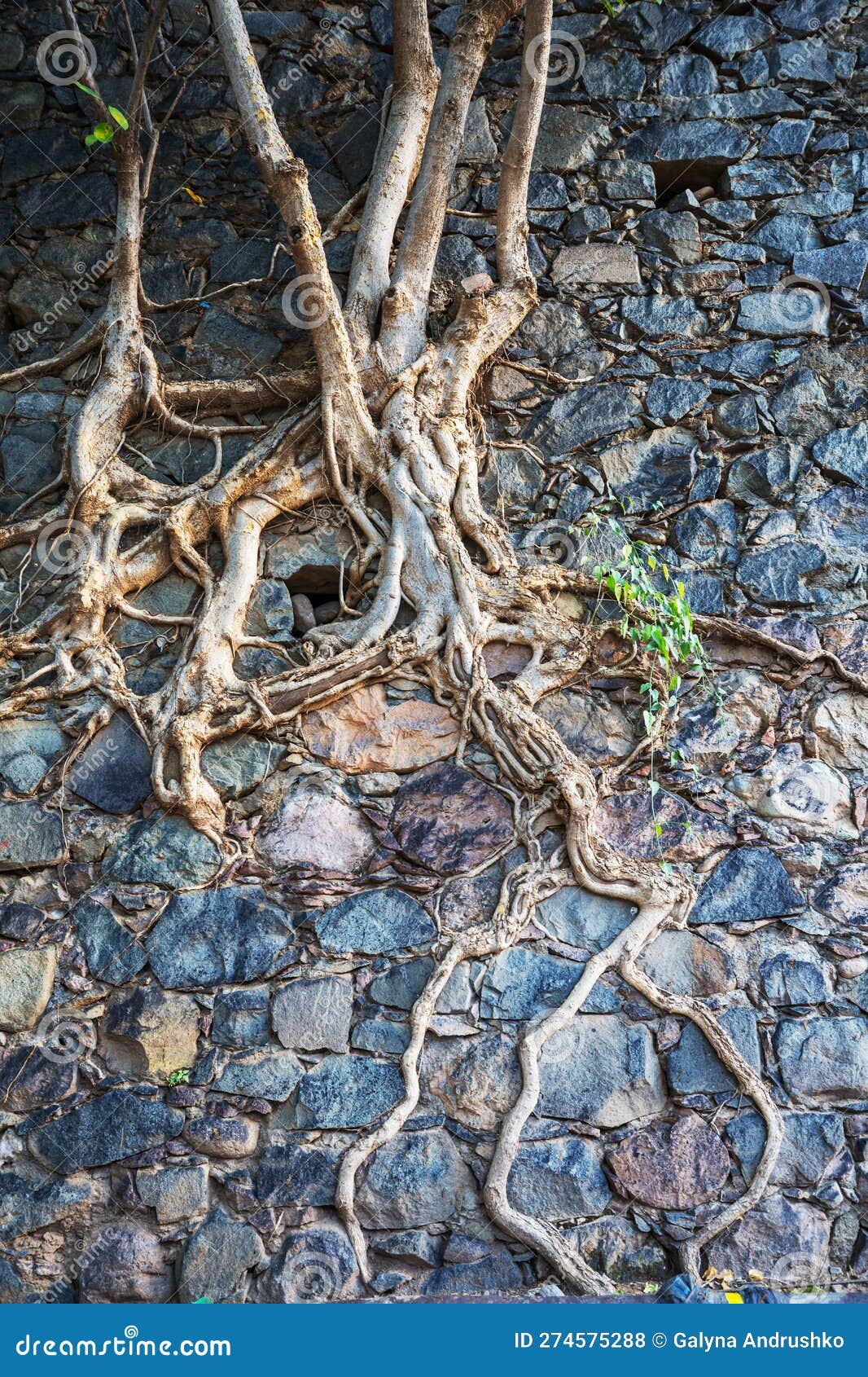 Root stock photo. Image of background, designwood, wall - 274575288