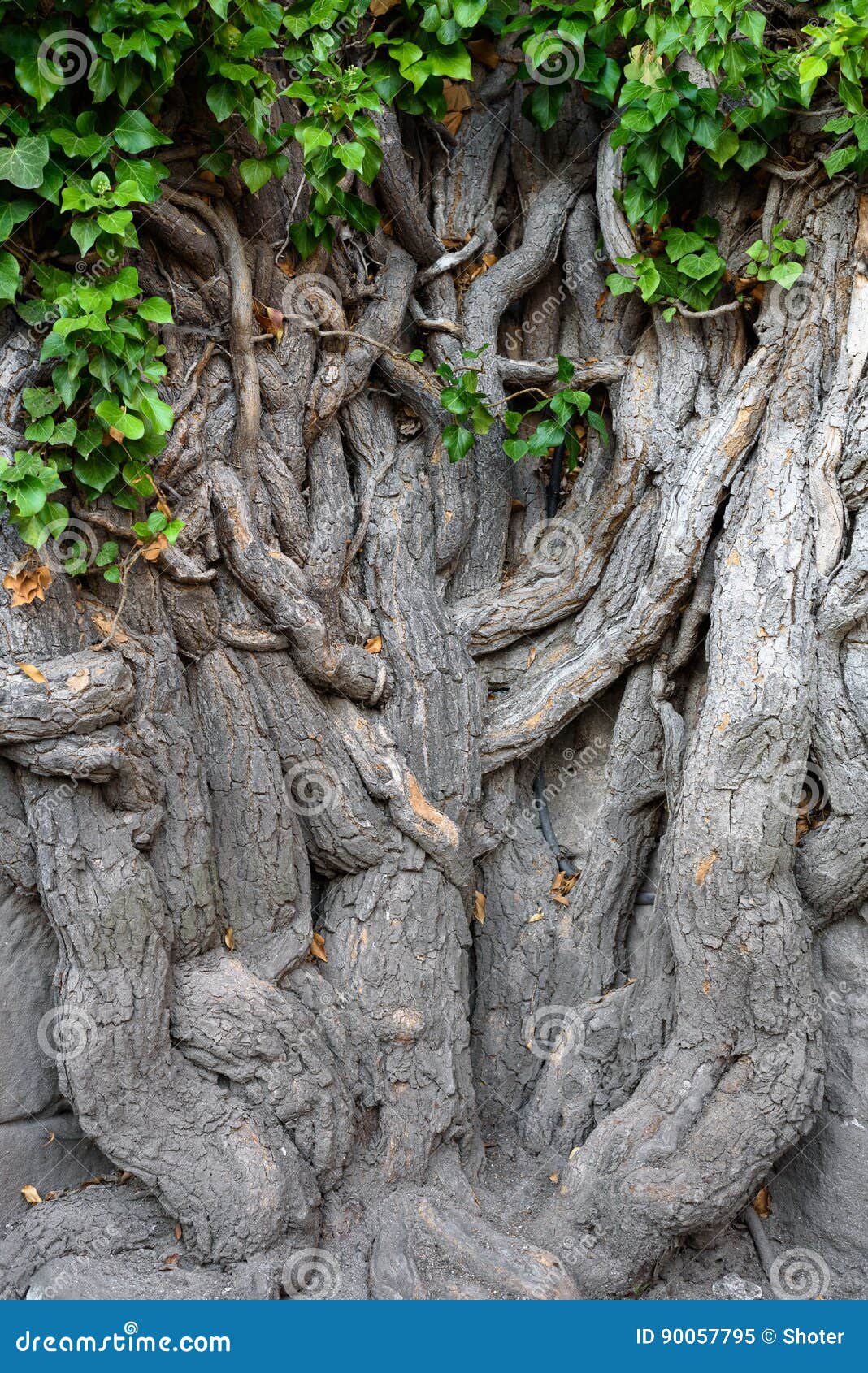 The Root of the Tree Structure Stock Image - Image of ground, green ...