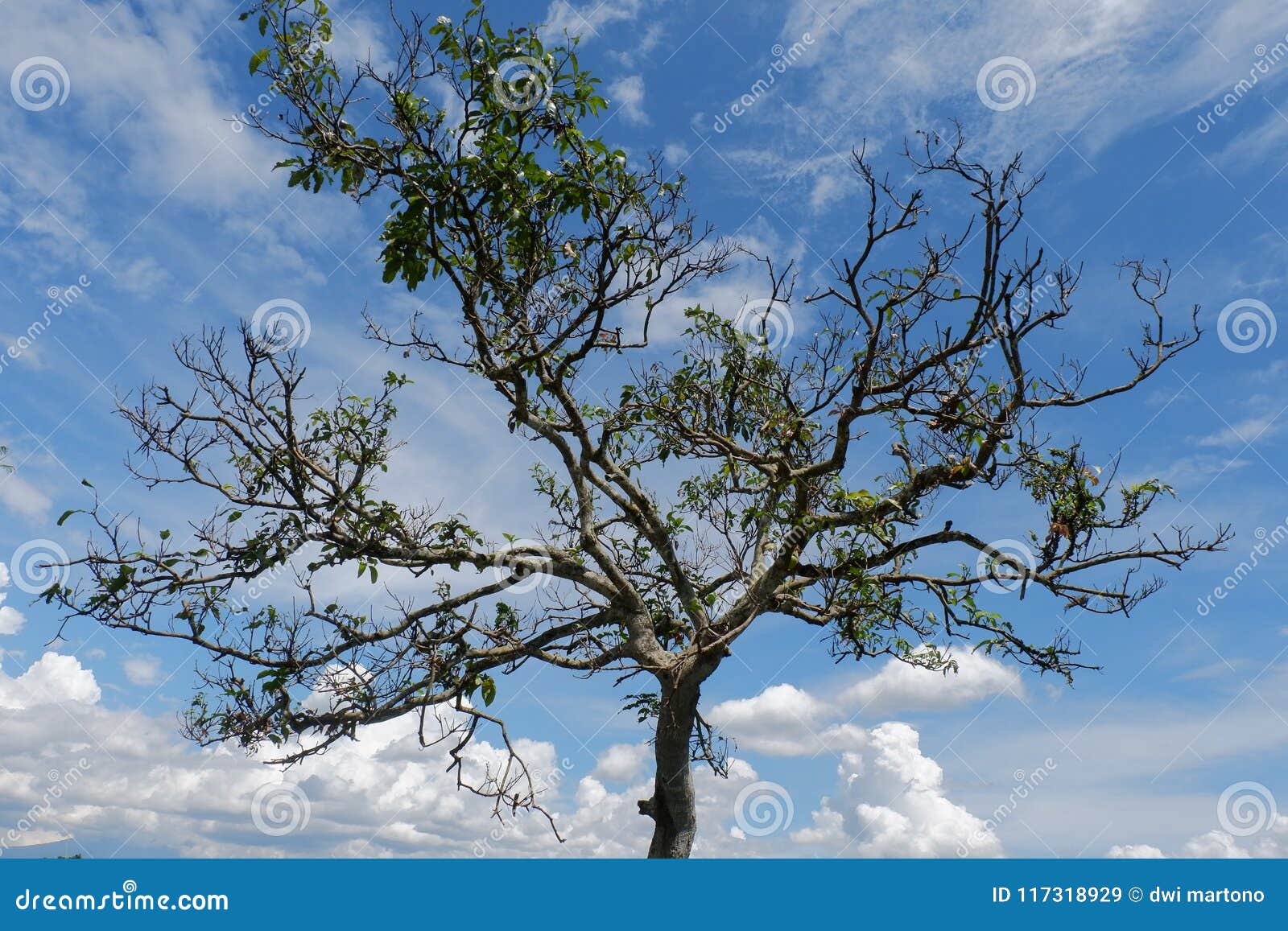 Root Tree Structured with Blue Sky Stock Image - Image of place ...