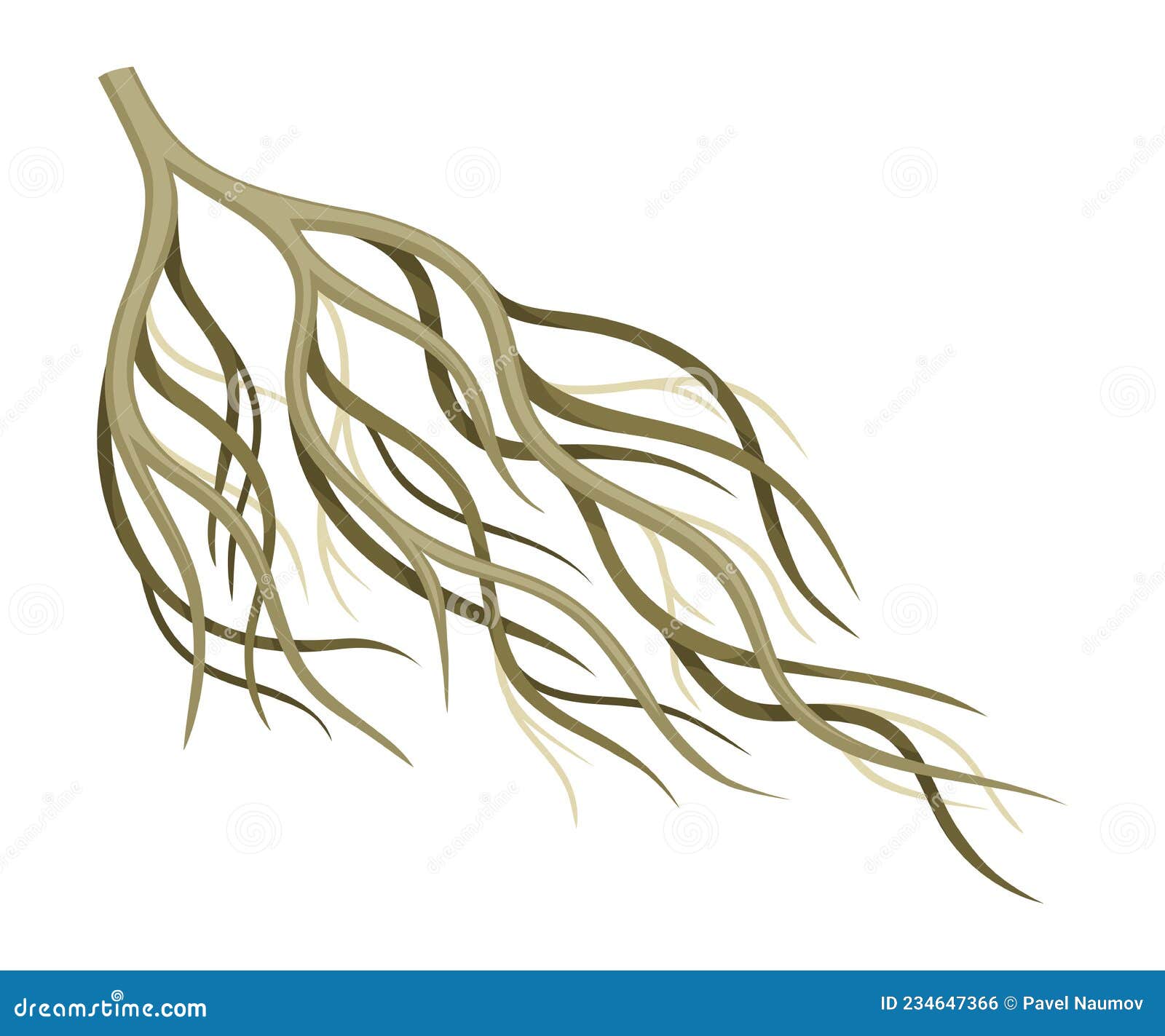 Root Tree System, Creeping Underground Stem. Botany or Dendrology ...