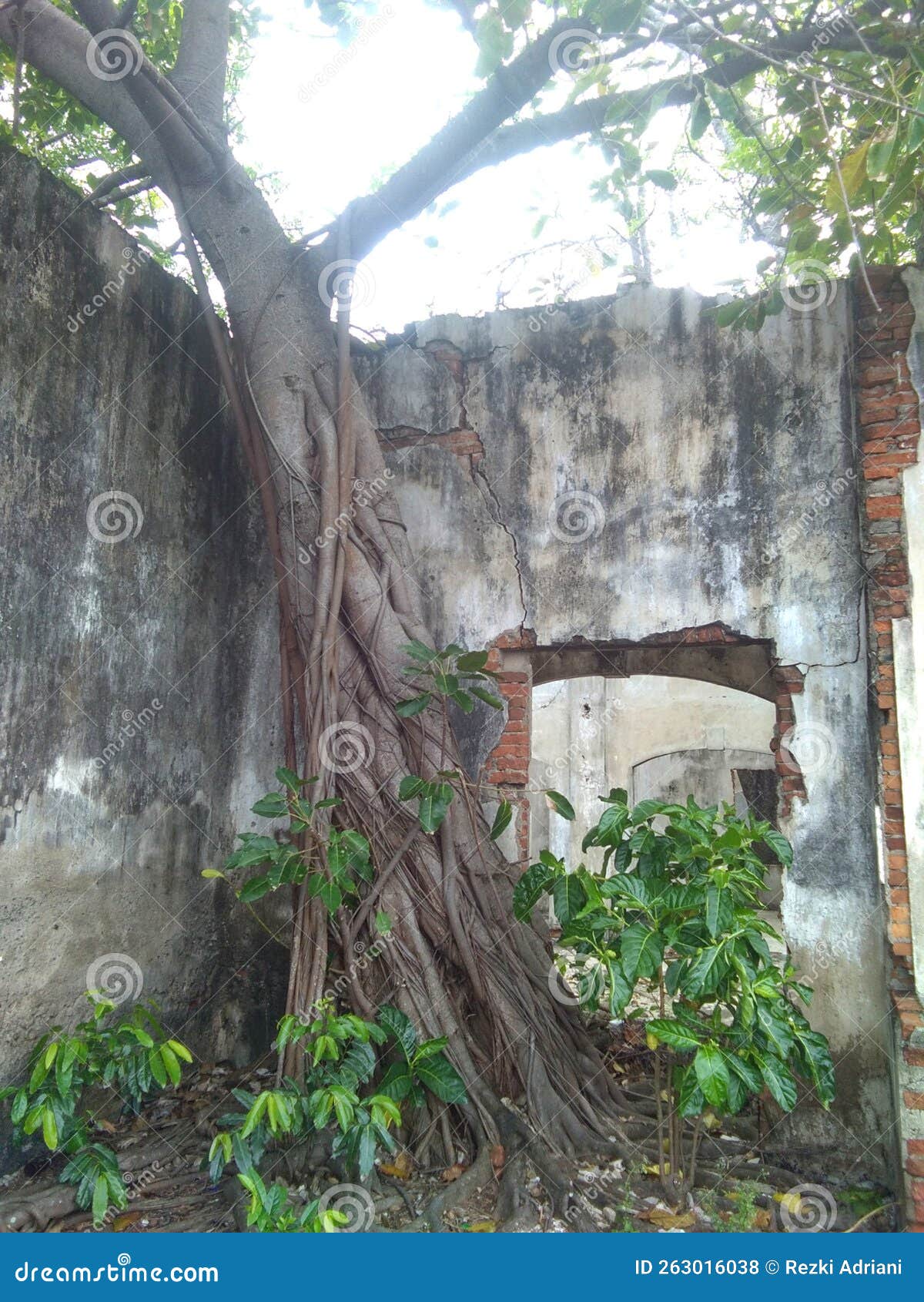 Root of the tree stock photo. Image of geology, tree - 263016038