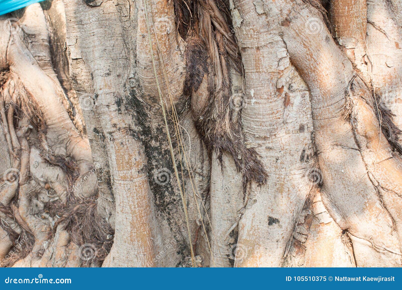 Root Tree Trunk Closeup Detail Texture Stock Image - Image of roots ...